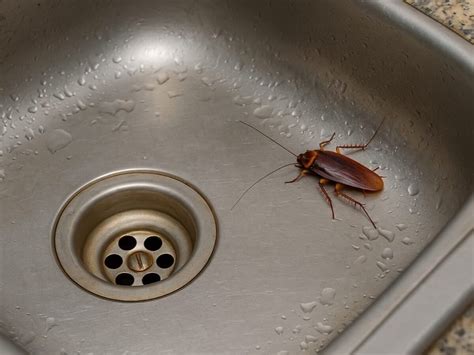 Cockroaches With Backpacks May Be The Future Of Spycraft And Rescue