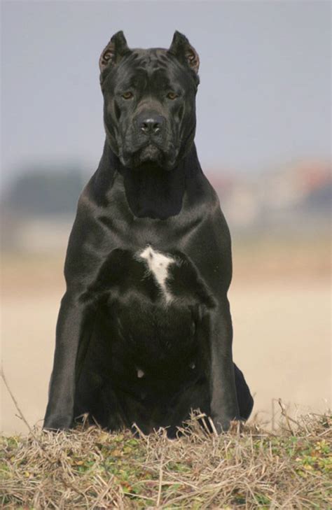 1762 Best Images About Cane Corso On Pinterest Italian Cane Corso