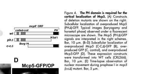 Mcp5 · Issue 3501 · Pombasecuration · Github