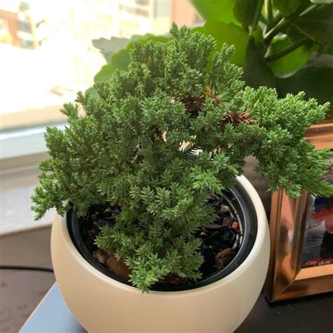 Fertilizing My Creeping Juniper