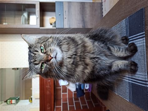 Замечательный Бо который скрашивал мне жизнь целый месяц коте