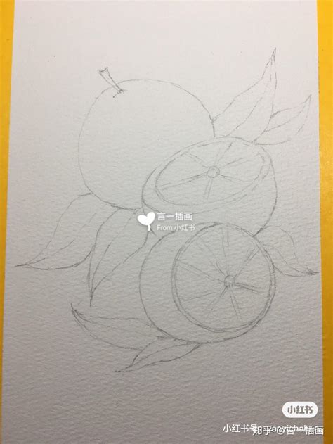 🍐 水果线稿自学插画第234天 知乎