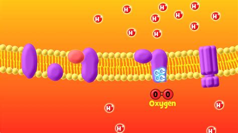 The Electron Transport Chain Explained Aerobic Respiration Youtube