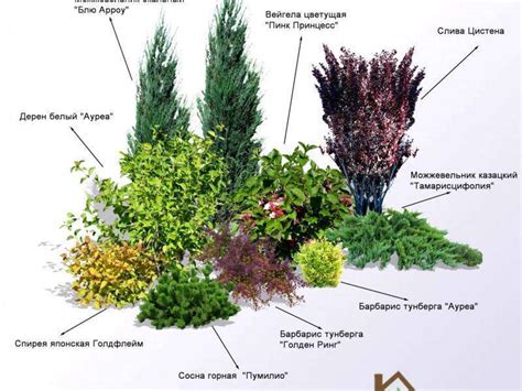 Клумбы из хвойников схемы с кустарниками многолетниками цветами фото