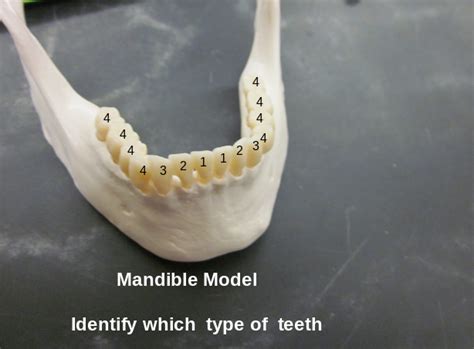 Anatomy Lab Practical Teeth Diagram Quizlet