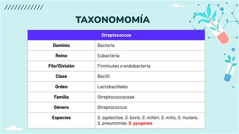 SOLUTION Streptococcus Pyogenes Studypool