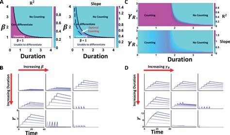 Dynamic Constraints Underlying Reliable Counting Using γ O 001 γ R