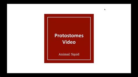 Squid Protostomes Video Youtube