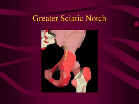 Ppt Bones Of The Pelvic Area Powerpoint Presentation Free Download