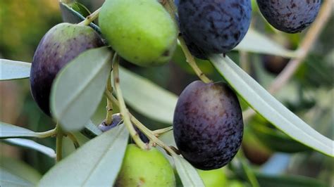 올리브나무키우기 인탑펭귄 김영수는 20년전에 대한민국 최초로 거제도 노지에 재배하여 올리브나무 열매를 수확 하였다 그 치유농업 현장을 지금 잘보셨나요 Youtube