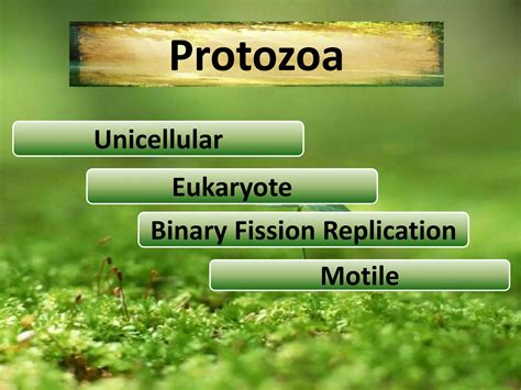 Taxonomy Of Protozoa Pptx
