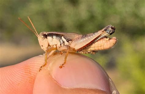 New Grasshopper Species From Central Texas Ho Eurekalert