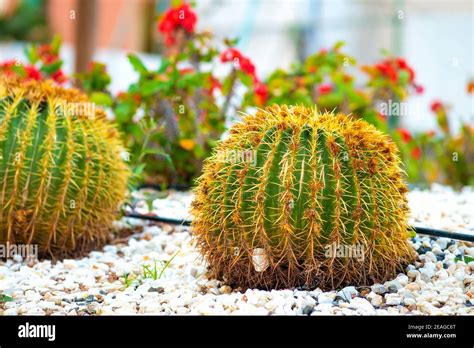 Green Round Tropical Cactus Plants With Sharp Spines Growing On A