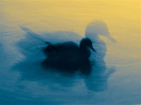 Duck Fantasy Smithsonian Photo Contest Smithsonian Magazine