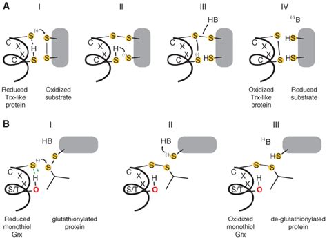 Dithiol And Monothiol Trx Fold Reactions A The Archetypal Thioredoxin