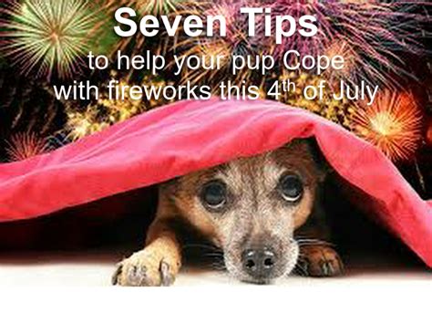 Seven Tips To Help Your Pup Cope With Fireworks Pcd Training