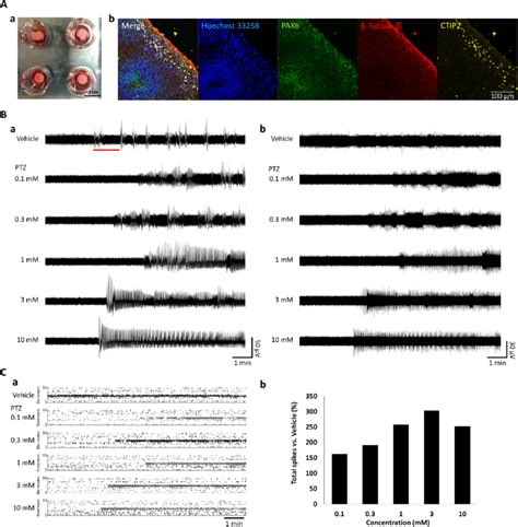 Microelectrode Array Mea Recording To Pentylenetetrazol Ptz Download Scientific Diagram