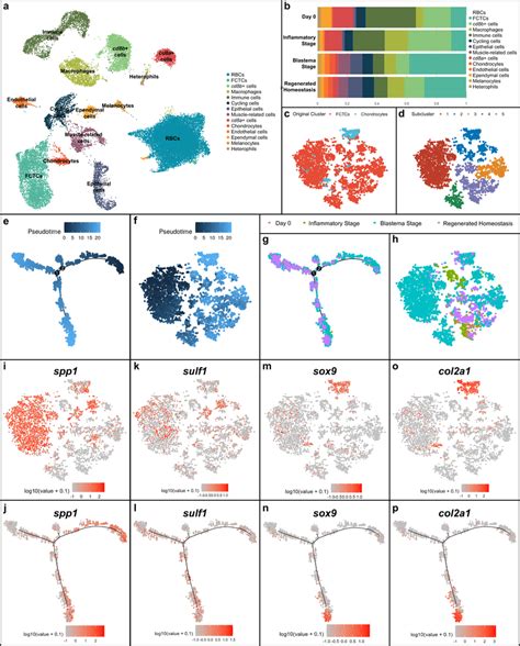 Single Cell Rna Sequencing Of Regenerating Lizard Tails With Pseudotime Download Scientific