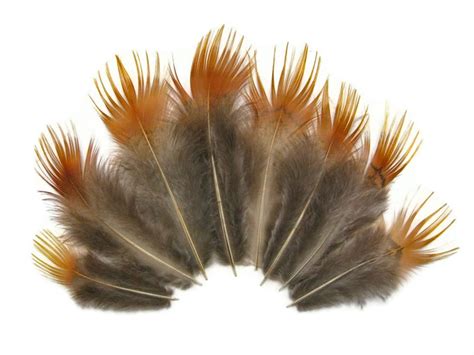 Plumage Feathers 1 Pack Natural Yellow Golden Pheasant Etsy