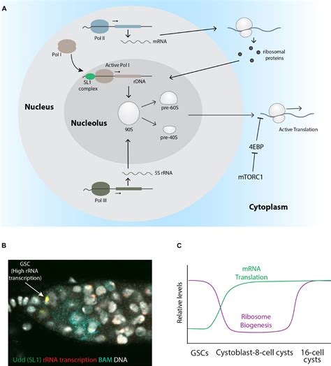 Frontiers The Dynamic Regulation Of Mrna Translation And Ribosome