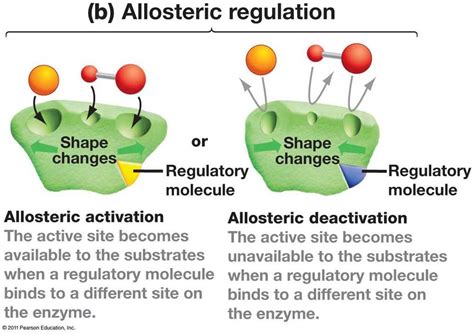 The Essential Enzymes And Cellular Regulation Answer Key Unlocking The