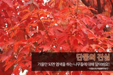 단풍나무 종류와 특징에 대해 공부해보자 네이버 블로그