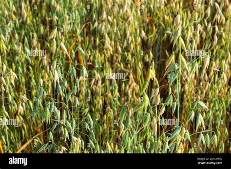 Field Of Young Green Oats Plantation Of Oats In The Field Crop
