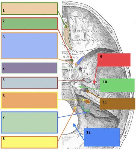 Cranial Foramina Flashcards Quizlet