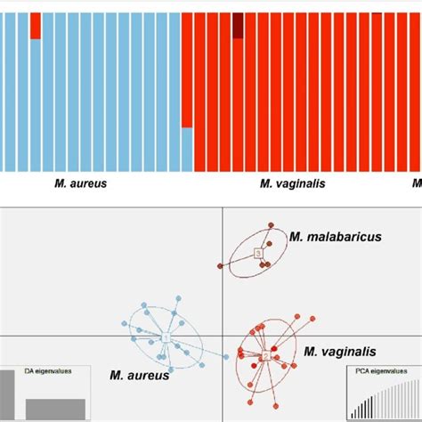 The Bar Plot Results Show Genetic Clustering Implemented In Download Scientific Diagram
