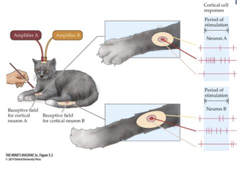 5 1 Sensorimotor System Flashcards Quizlet