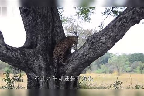 这只水牛真是霸气，看见路上一只豹子，直接怼到树上不敢下来！豹子水牛