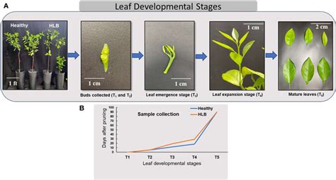 Stages Of Leaf Development In Citrus A And Sample Collection During Download Scientific
