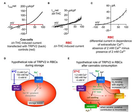 Figure 1 From The Transient Receptor Potential Vanilloid Type 2 Trpv2