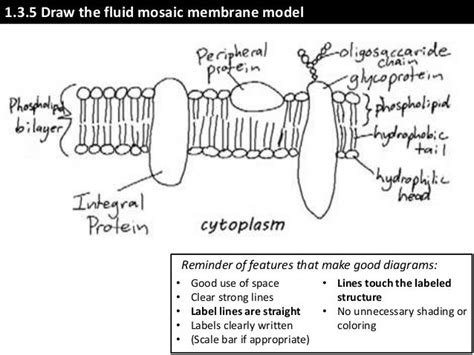 Ib Biology 13 Slides Membrane Structure