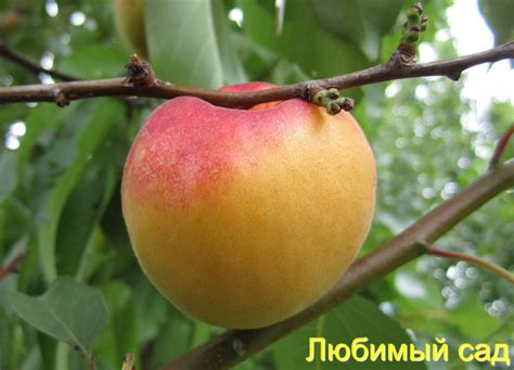 Крымский амур | Любимый сад
