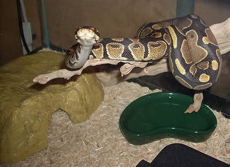 My Plastic Tub Setup For My Ball Python
