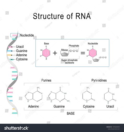 Rna Structural Formula Nucleotide Diagram Educational 스톡 일러스트 1395028445