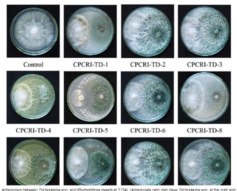 Figure 3 From Antagonistic Activity Of Trichoderma Spp To Phytophthora Infecting Plantation