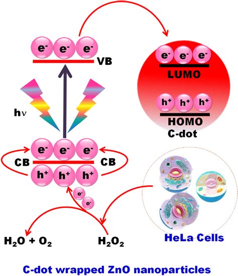 Photoelectrochemical Sensor At Abigail Fawsitt Blog