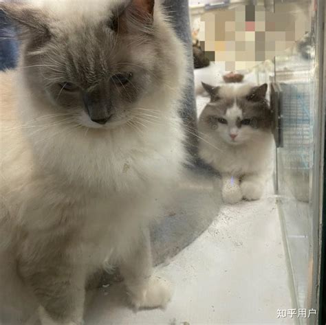 新手养猫需要注意哪些 知乎