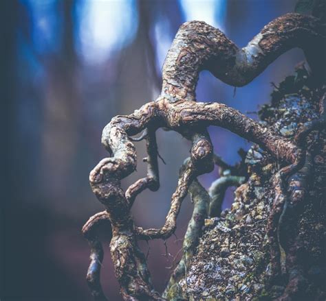 Premium Photo Close Up Of Root