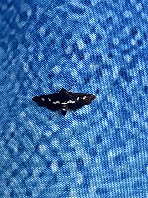 Is This A Spotted Lanternfly Nymph My Bathroom Georgia Us Thermometer For Scale R