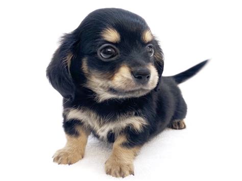 Mix犬 】チワワとダックスの最強mix！初心者必見の温厚なチワックス登場！ マルワンblog ペットショップ マルワン 小さめ子犬