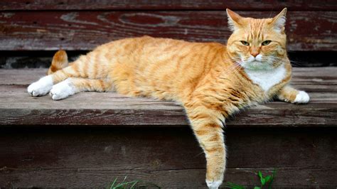 Indiana Animal Shelter Accused Of Killing Cats With Inhumane