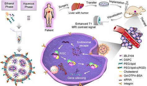 Membrane‐destabilizing Ionizable Lipid Empowered Imaging‐guided Sirna