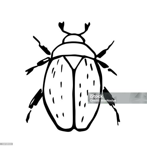 Dessin Vectoriel De Contour Noir Simple Maybug Insecte Croquis À Lencre