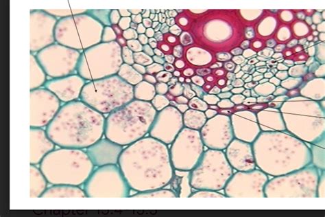 Dicot Root 3 Diagram Quizlet