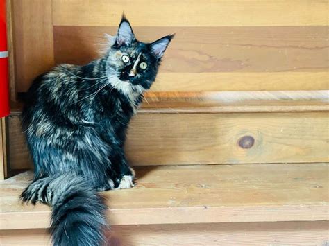 Our Maine Coon Cats Royal Majesty Maine Coons