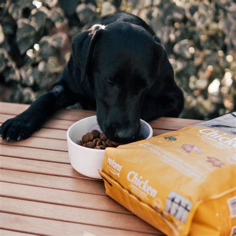 Cómo Alimentar A Tu Perro Correctamente Comunidad Retorn