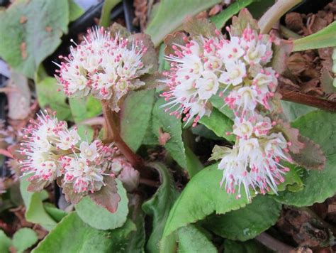 Chrysosplenium Macrophyllum